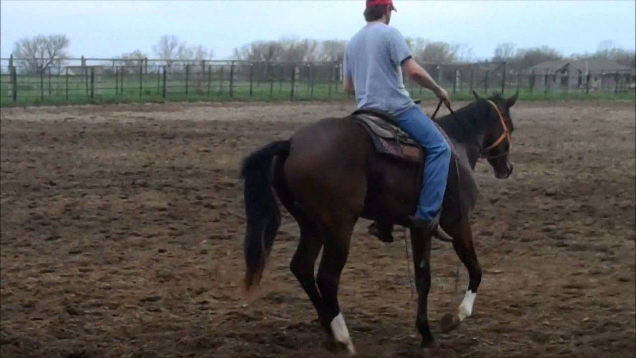 Horse For Sale - Gucci Only 2011 Gelding - YouTube