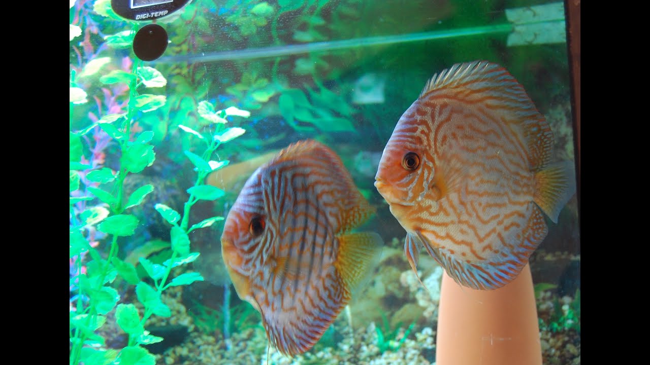 Breed discus successfully I DISCUS DIVANA - YouTube