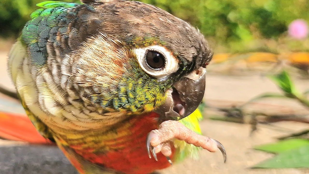 Parrot Videos This video will help calm your bird : green cheek conure ...