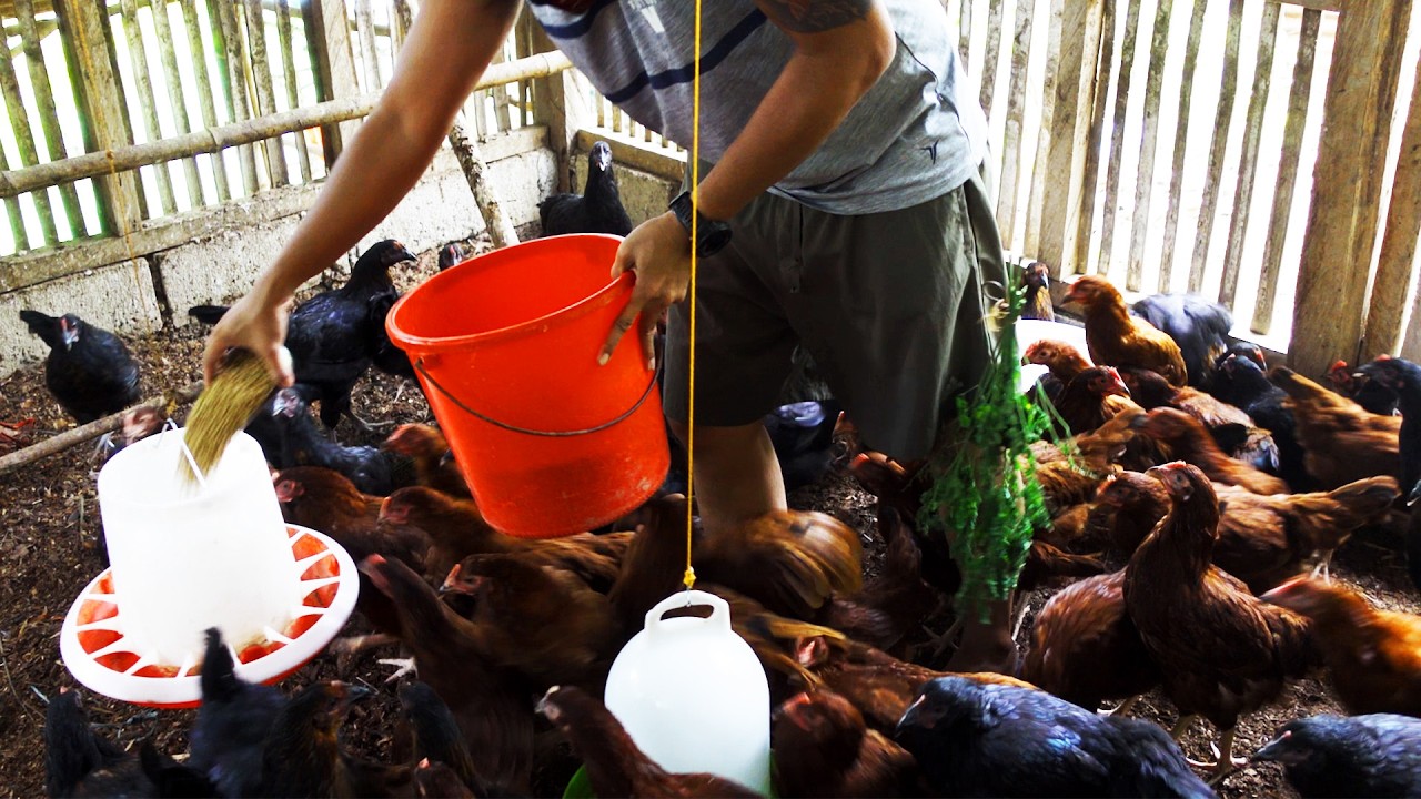 FEEDING RHODE ISLAND RED DOMINANT CZ F1 LAYER BASILAN NATIVE CHICKEN ...