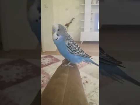 MAVİŞ ''eşşek sıpası diyor'' :):)