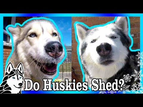 DO HUSKIES SHED ? Grooming a Siberian Husky during COAT BLOW | Shedding Huskies