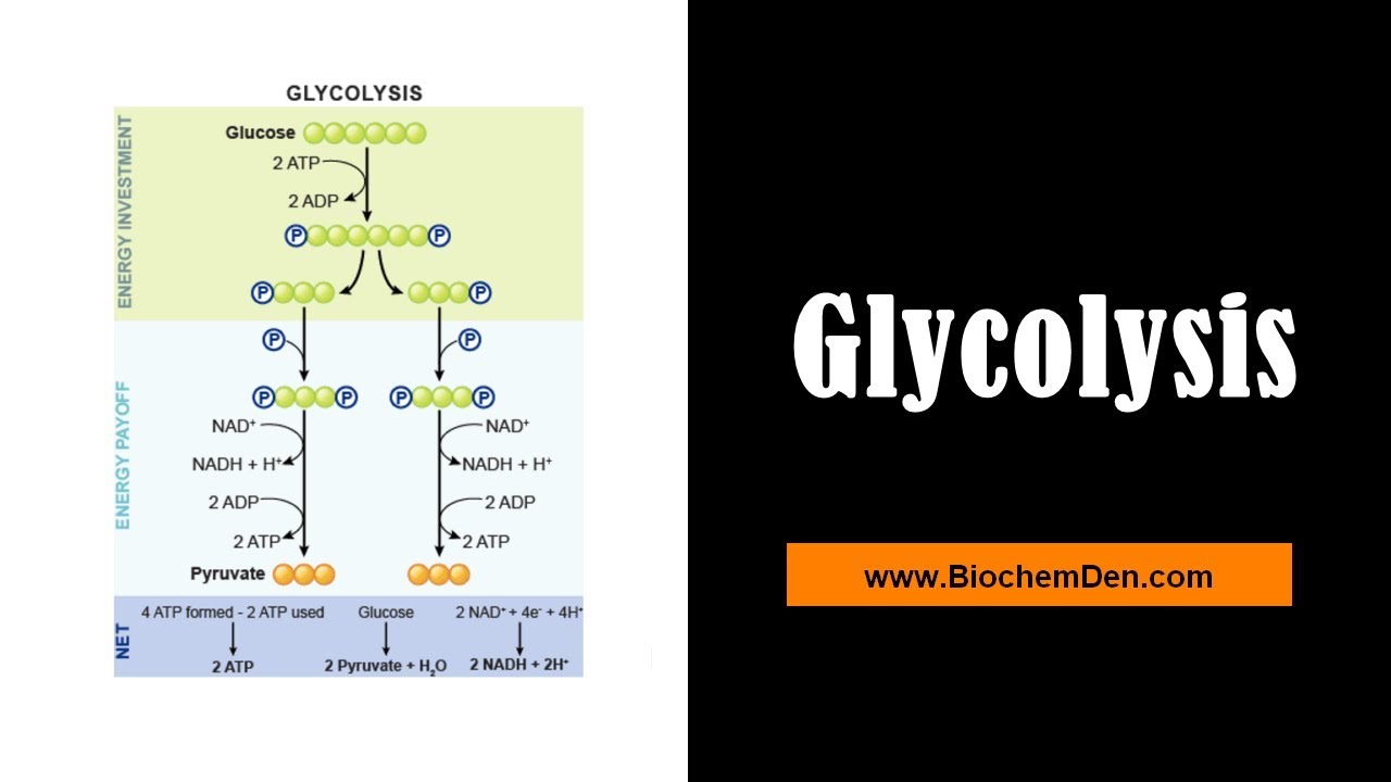 Glycolysis: Catabolic process of Glucose (Splitting of Sugar) - YouTube