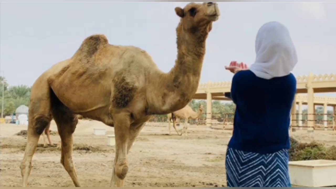Royal Camel Farm Janabiya Bahrain - YouTube