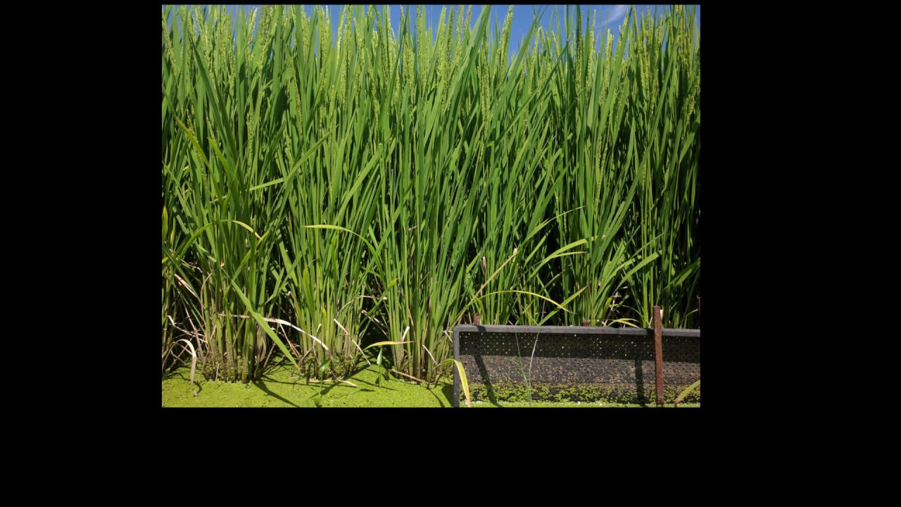 Rice field raw photo timelapse - YouTube