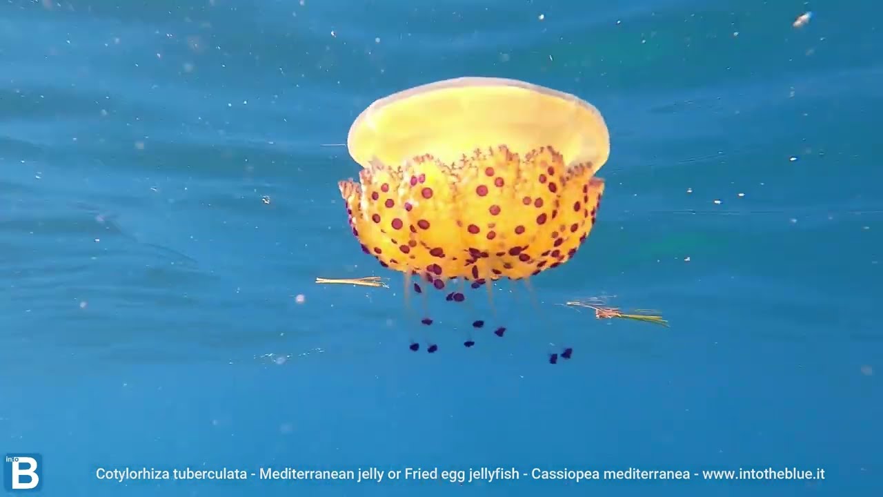 Mediterranean jellyfish or fried egg jellyfish Cotylorhiza tuberculata ...