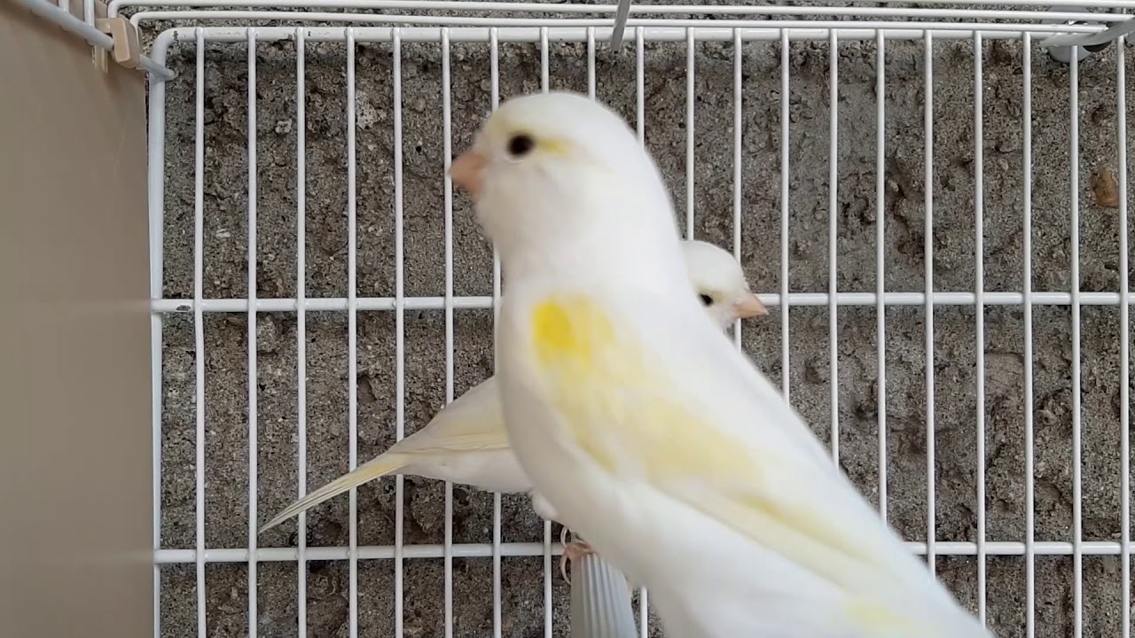 Canarini Mosaico Giallo 50WM, Preparazione Mostre 2019 # ...