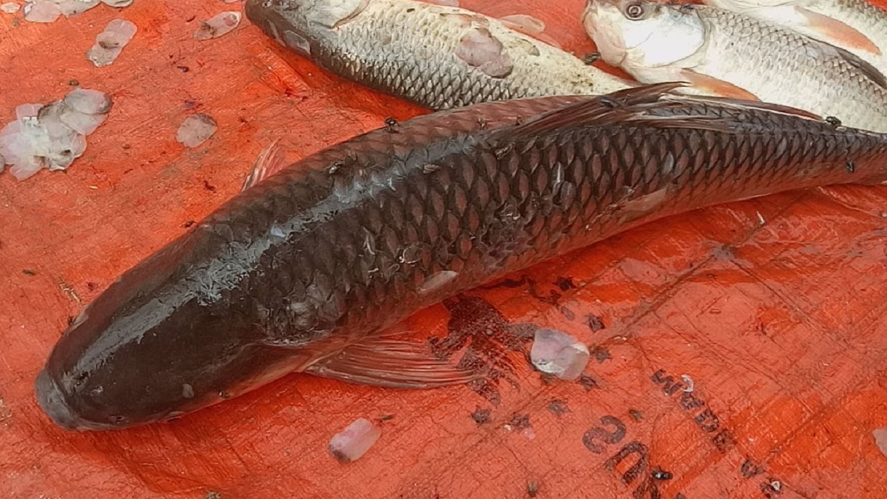 Big Roha fish cutting skills2022 II Amazing Expert Fish Cutting Boy II ...