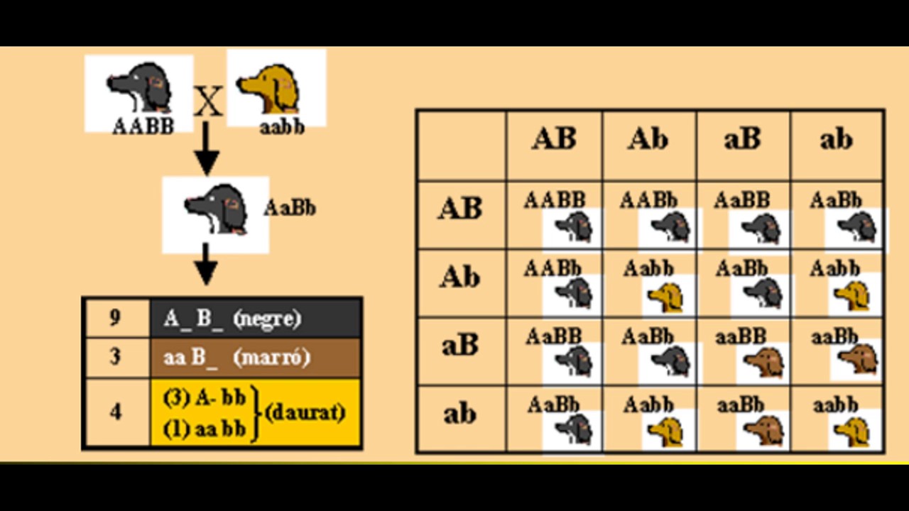 Tipos de epistasia - YouTube