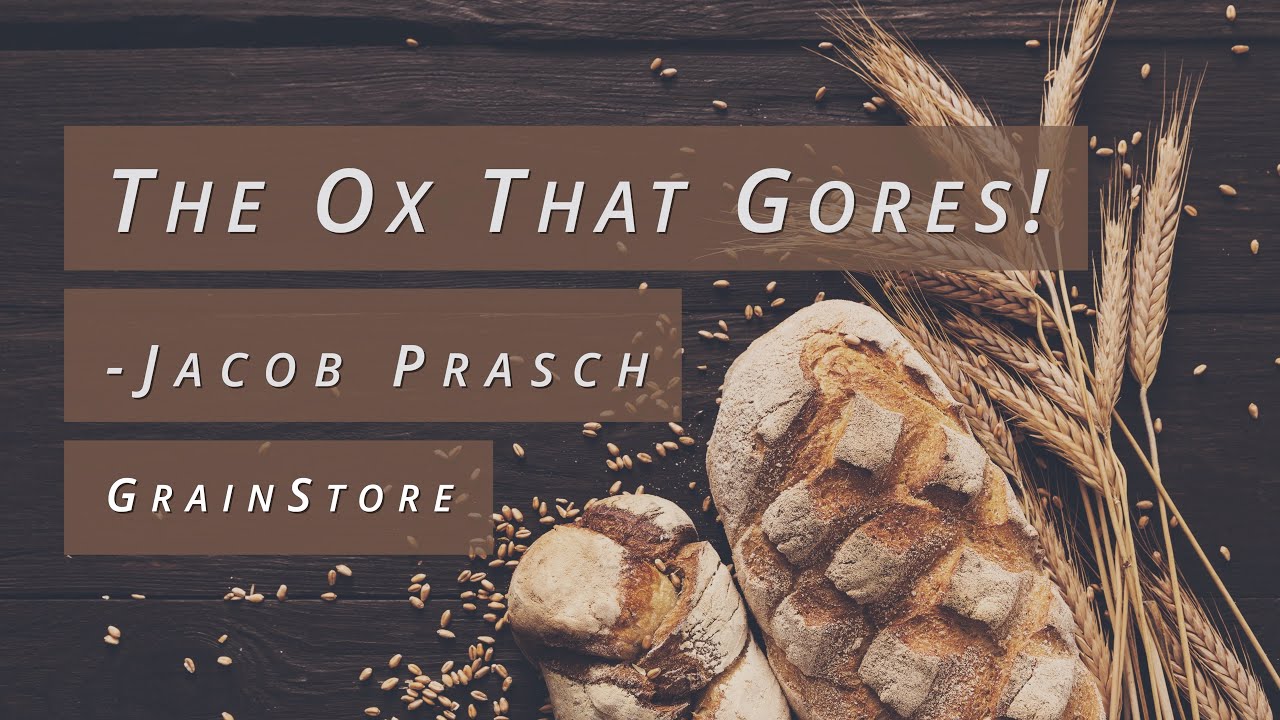 The Ox That Gores! - Jacob Prasch - YouTube