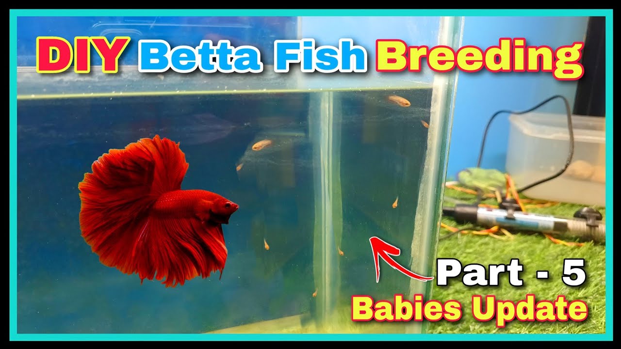 Betta Fish Breeding Supplies at Alexis Hoff blog