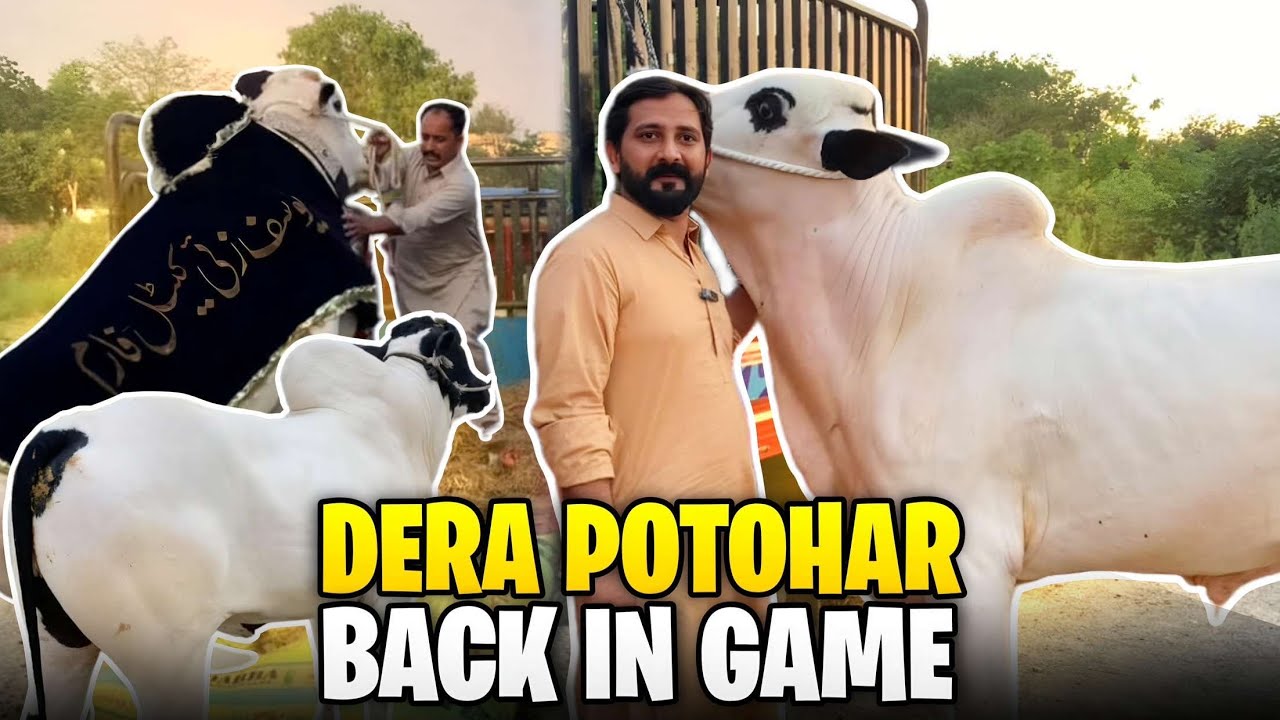 Dera Potohar Da with Outclass Fatehjangi Collection 2026 | MCF - YouTube