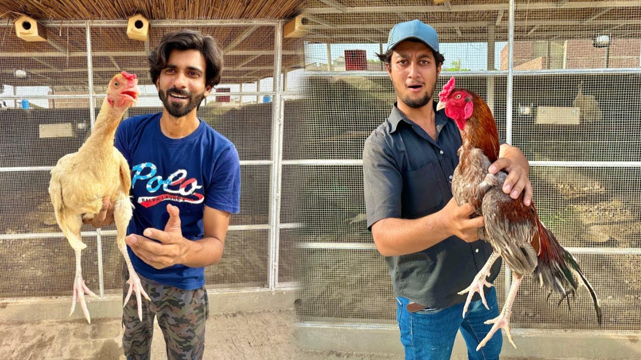 Rambo Ki New Aseel Murgi A Gyi 🥳🐓 - YouTube