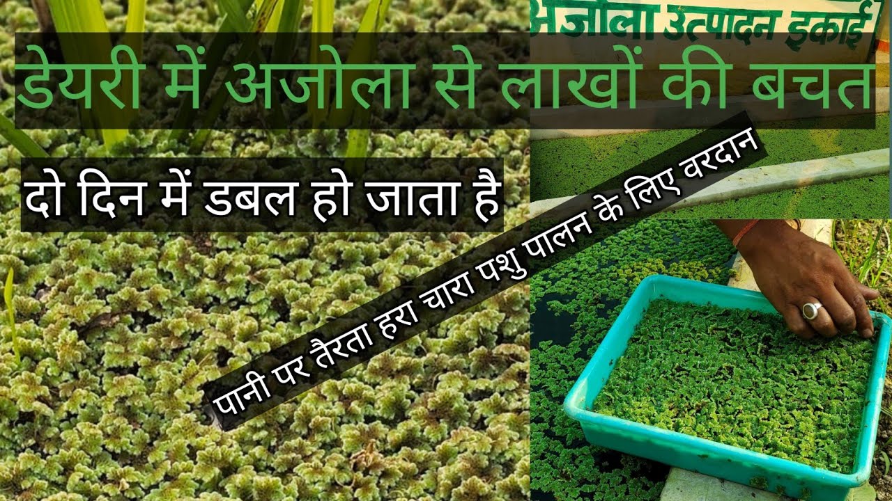 Ajola पशुओं के लिए हरा चारा #Ajola#azolla farming#ajola farming# ...