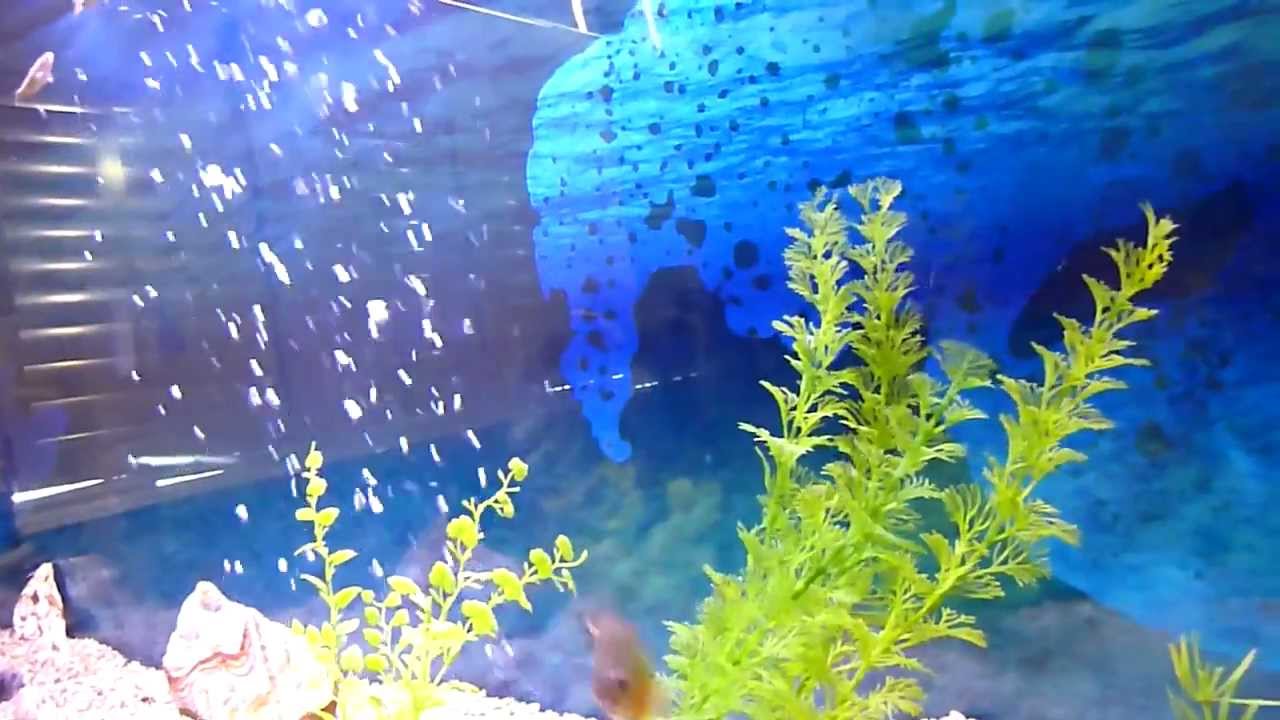 Ruby Red Spilo - Piranha - YouTube