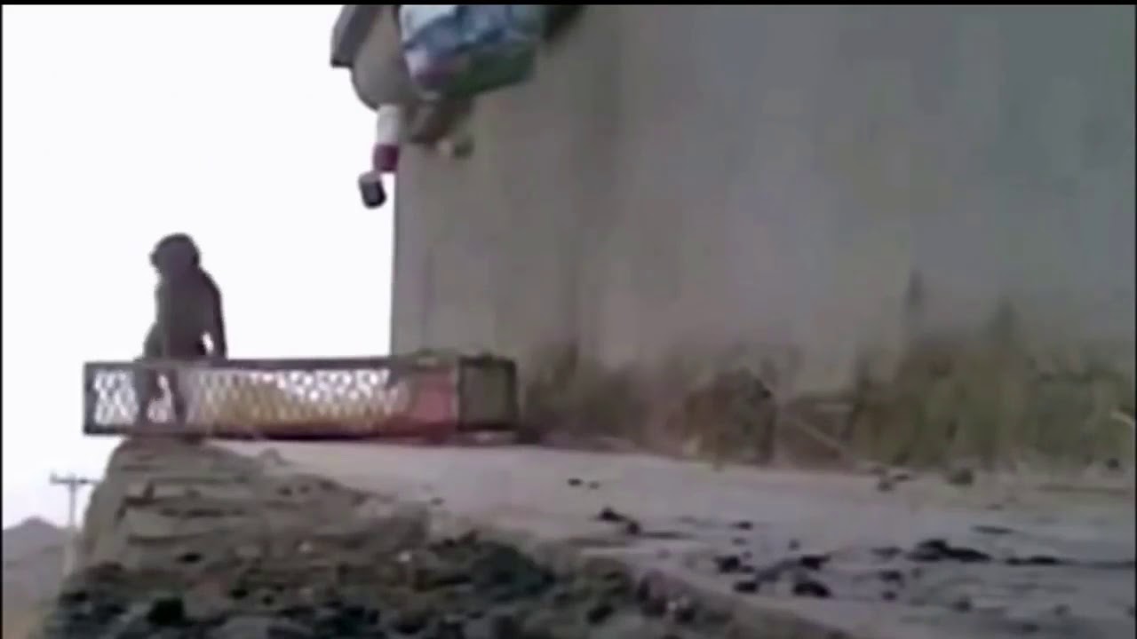 Animals Getting Shocked with Funny Sound Effects!!.mp4 - YouTube