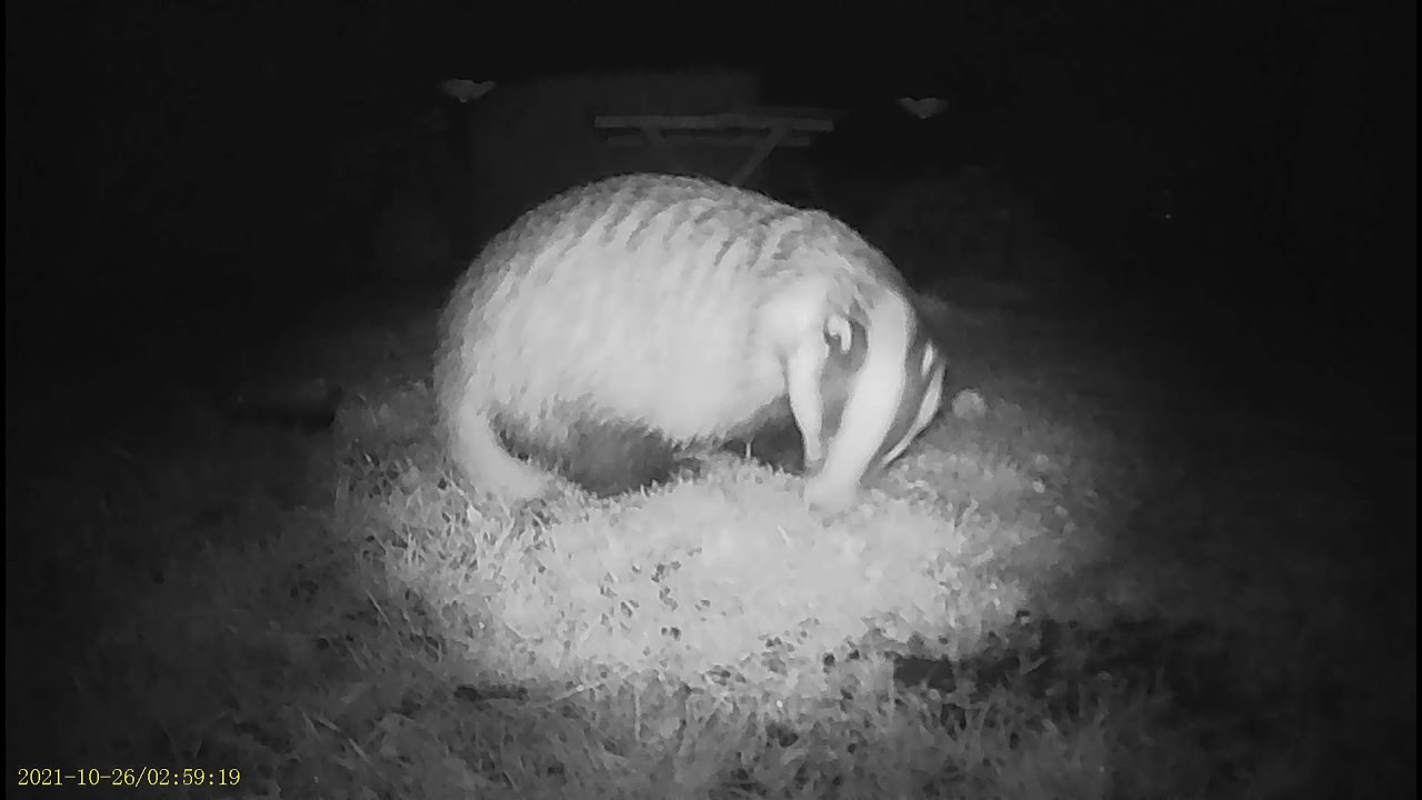 Barry Badger 26/10 4 - YouTube