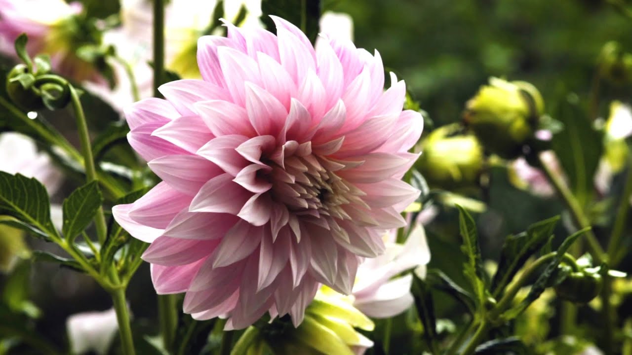 The Garden Gurus - Mr Fothergills Dahlias from Seeds and Bulbs - YouTube