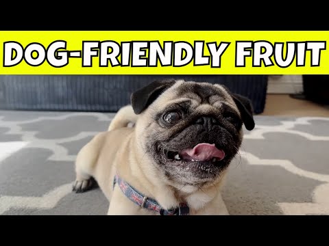 Can Pug Puppies Eat Fruit