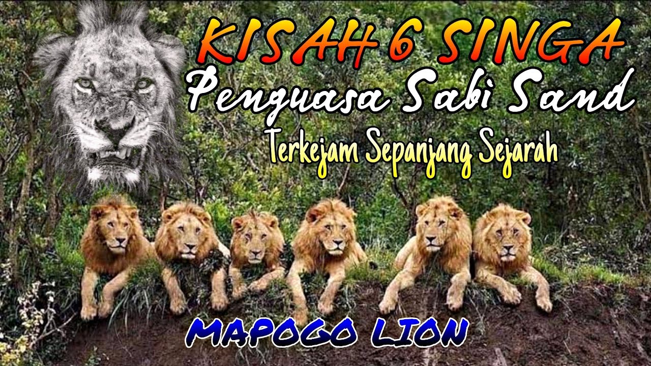 CUMA 6 SINGA 🗿 - Kisah Singa Mapogo Dari Awal Hingga Perpecahan - YouTube