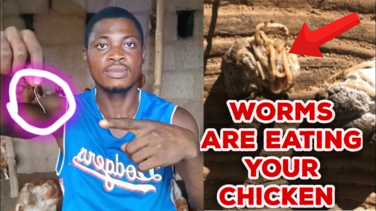 Worms In Chicken|How To Worm A Chicken. - YouTube