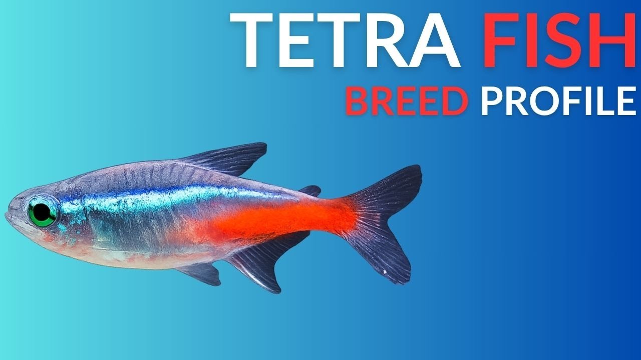 Tetra Fish Care Guide | Tank Setup Feeding Breeding & Lifespan - YouTube