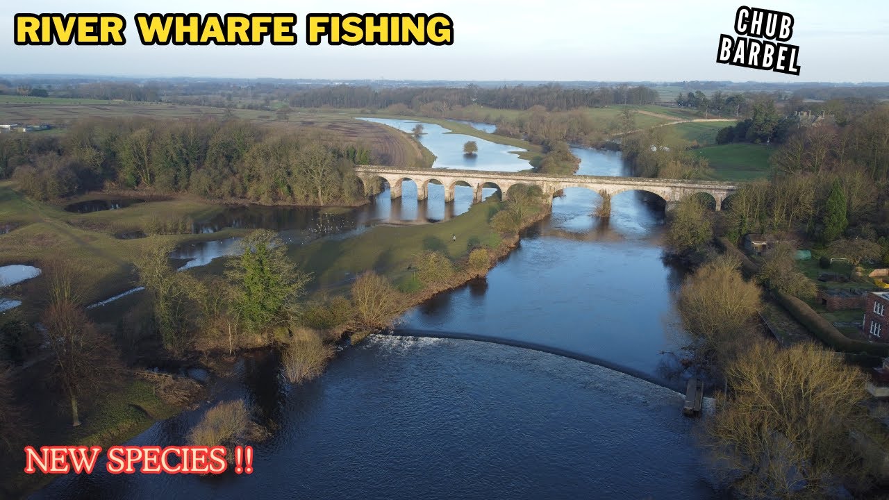 RIVER WHARFE FISHING NEW SPECIES JAN 2024 - YouTube