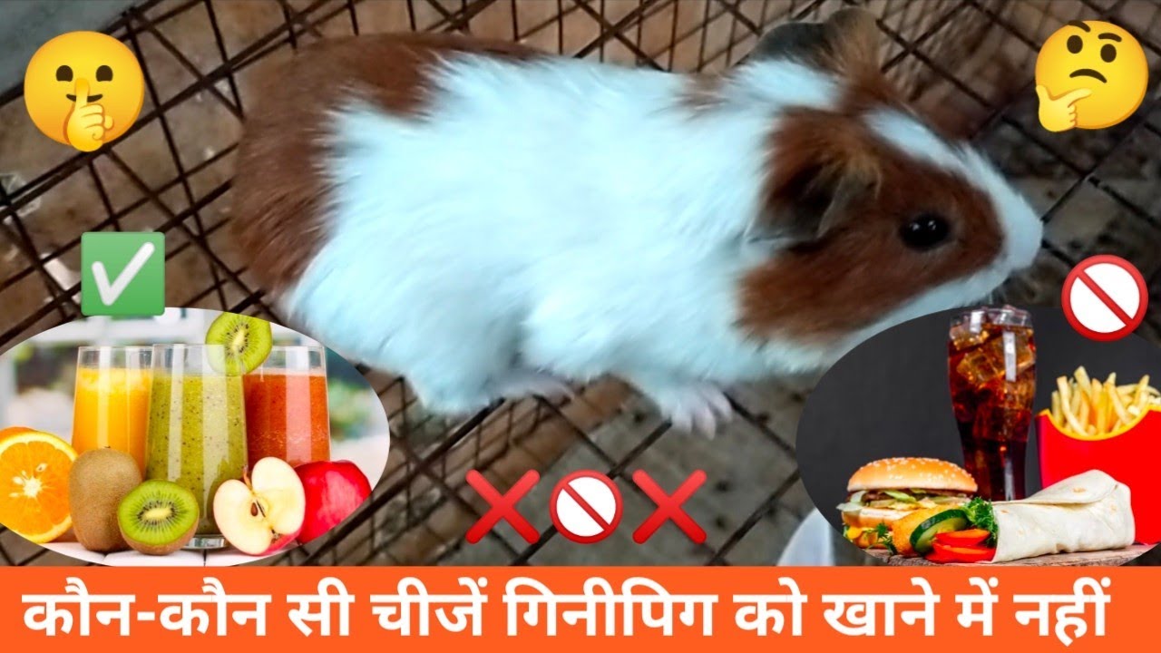 guinea pig ko khane mein kya nahin Dena chahie ? - YouTube