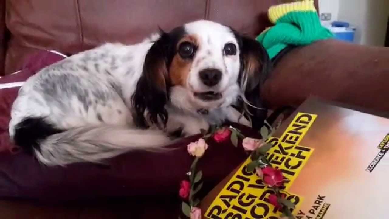 Dog Guards Radio 1 Big Weekend Program and NCFC Scarf - YouTube