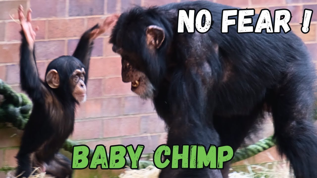 Baby Chimp Gets A Scare and Then Fights Back! - YouTube