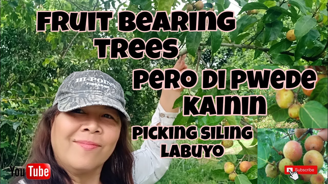 wild fruit bearing tree | picking siling labuyo #backyardgarden # ...