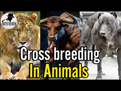 Cross Breeding In Animals | Is It Good Or Bad ? - YouTube
