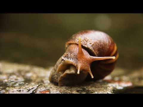 golu bella - YouTube