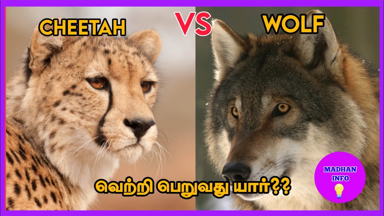cheetah vs Wolf in tamil madhan info/Cheetah vs Wolf: A Comparative ...