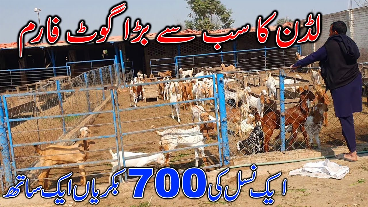 Biggest Modern Goat farming feasibility in Pakistan - Visit To A ...