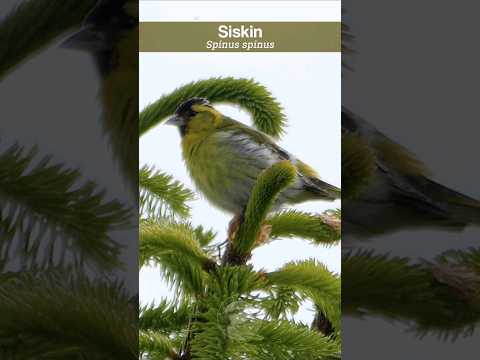 Male Siskin calling | UK Bird Sounds #shorts