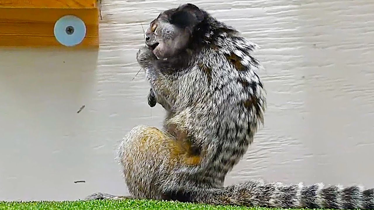 Maya witnesses nature occur at Alveus - YouTube