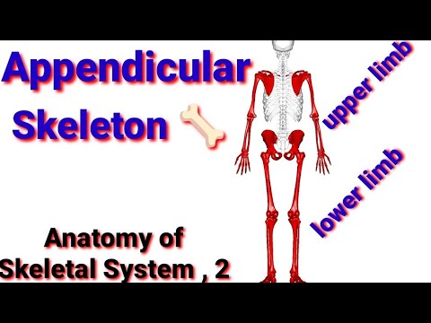 Appendicular Skeleton ስርዓተ አጥነት ክፍል 2 #anatomy of Skeletal system part ...