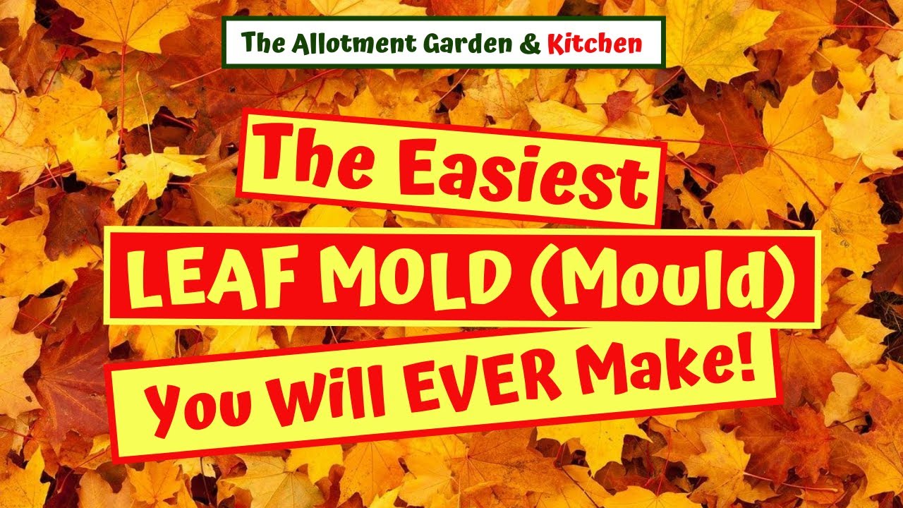 How to Make the Easiest Leaf Mold (Mould) Ever!!!! - A Completely FREE ...