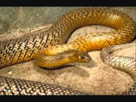 Venomous Snakes In Order: 1,2,3 - YouTube