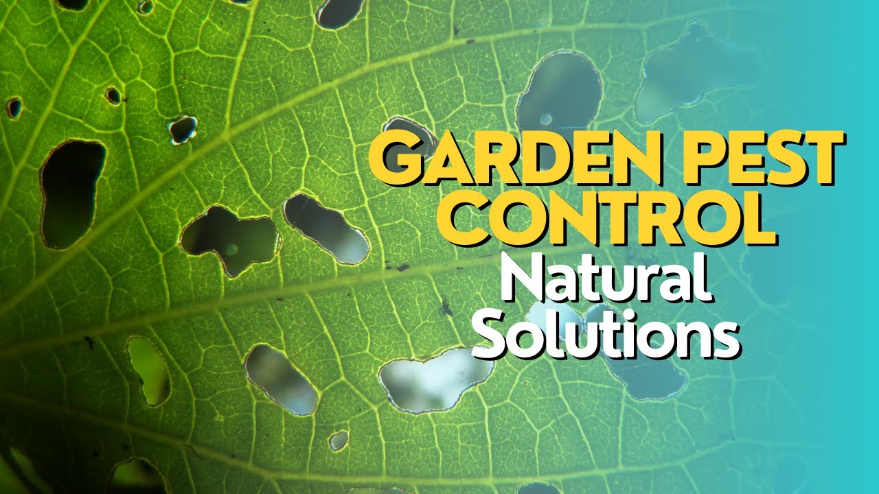 Garden Pest Control: Natural Solutions - YouTube