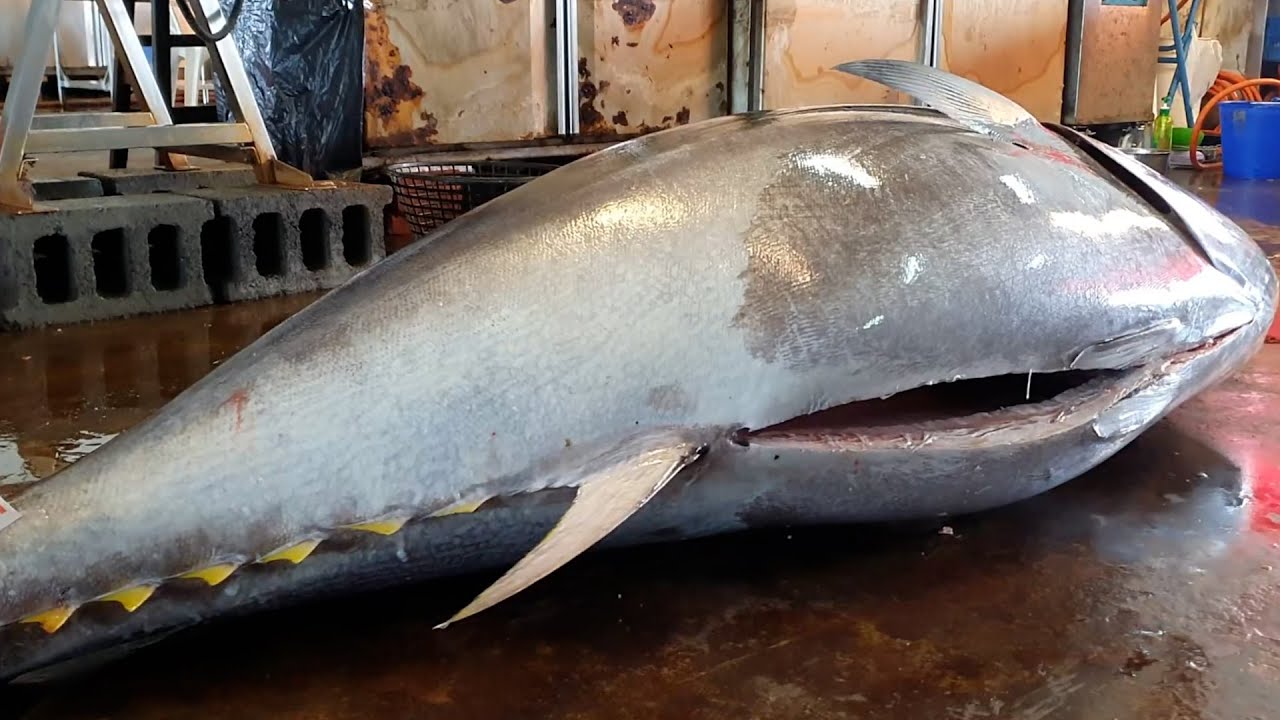 Terrifying 305kg Super-Huge Bluefin Tuna Perfectly Cut / 恐怖的305公斤超級巨大 ...