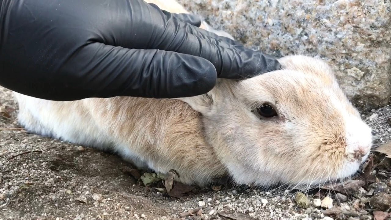 I petted the rabbit and it melted. - YouTube