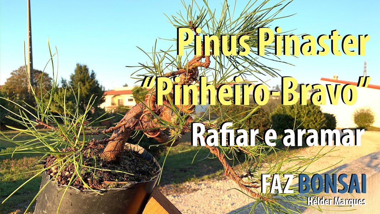 Pinus Pinaster "Pinheiro Bravo" - Estilização (rafiar e aramar) - YouTube