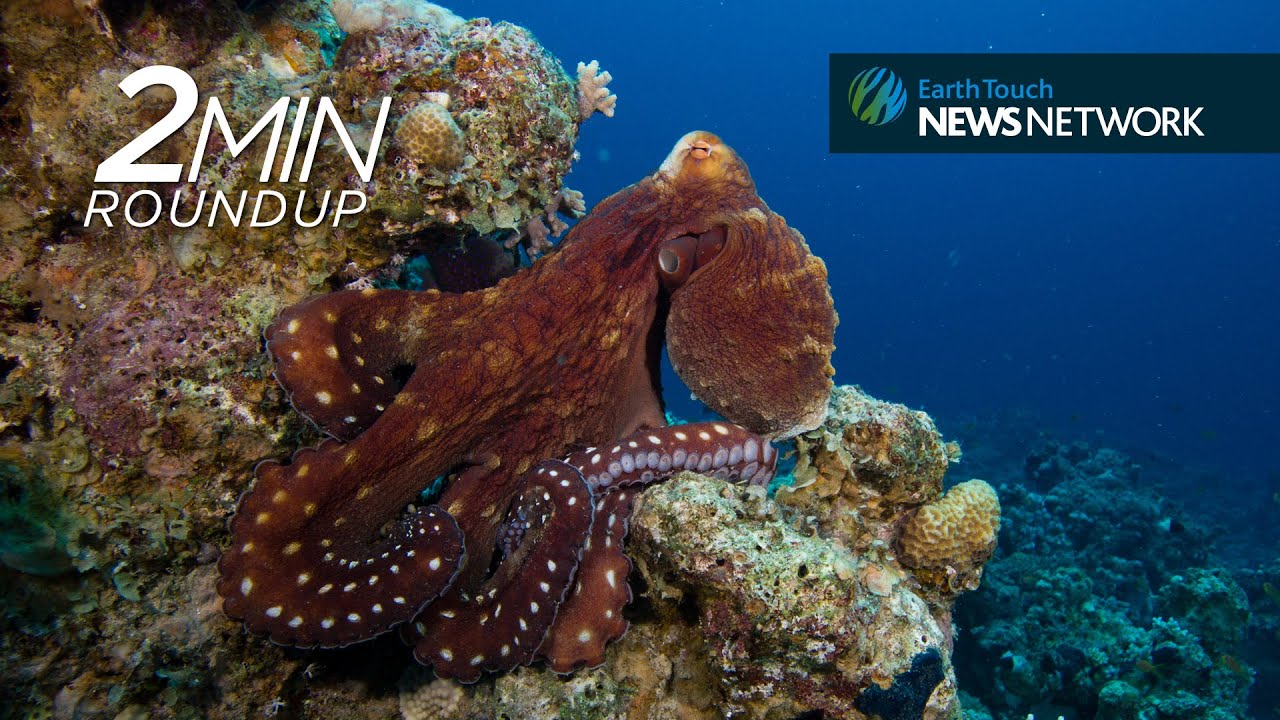 Australian town goes batty, rhino horn controversy & an octopus ...