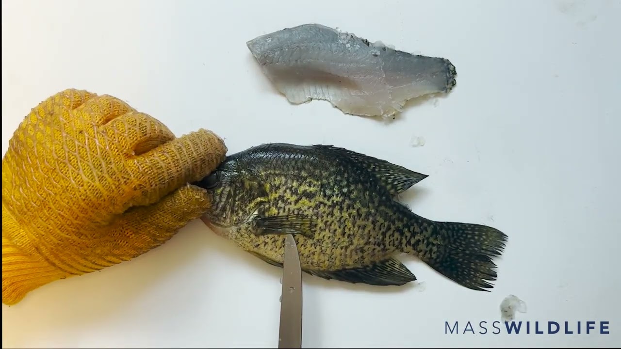 How to Fillet a Sunfish - YouTube
