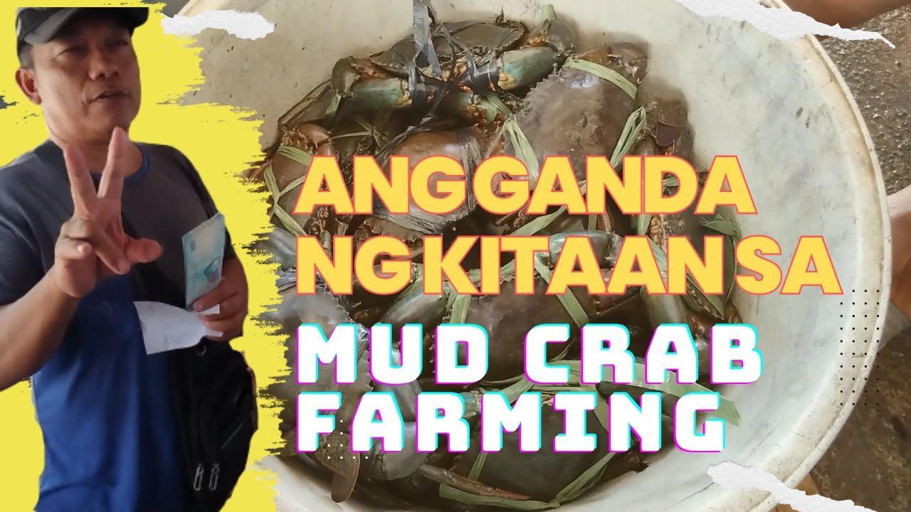 MUD CRAB FARMING PROFIT (AMAZING ROI) - YouTube