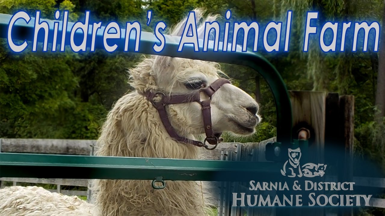 Children's Animal Farm - Sarnia SPCA - YouTube