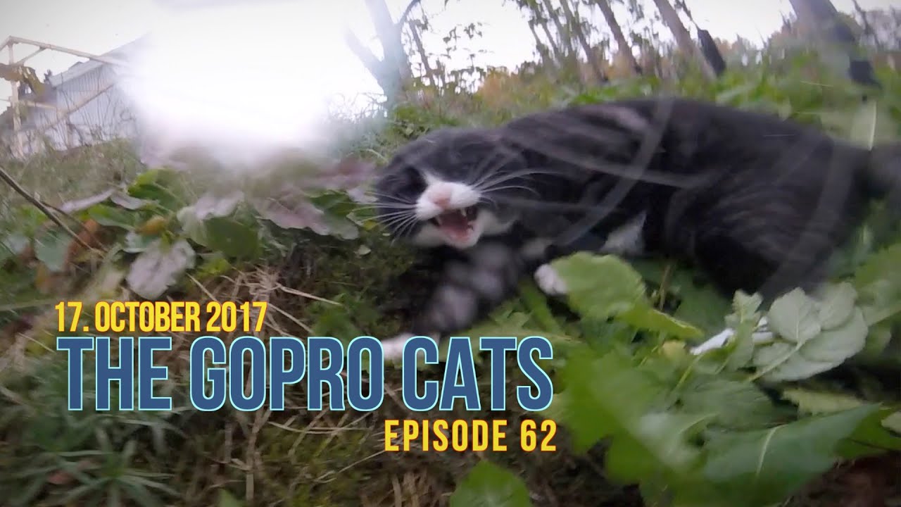 Cat with GoPro : cats arguing over territory : Ep 62 - YouTube