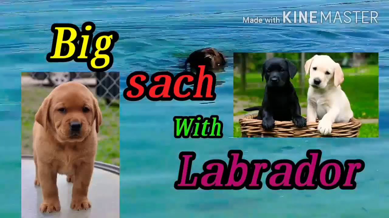 Big sach with labrador dog 🐕 - YouTube